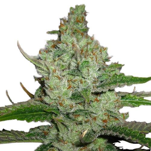 20 Best Indica Strains in 2023 (Seeds)