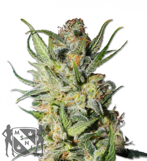 20 Best Landrace Cannabis Strains Seeds